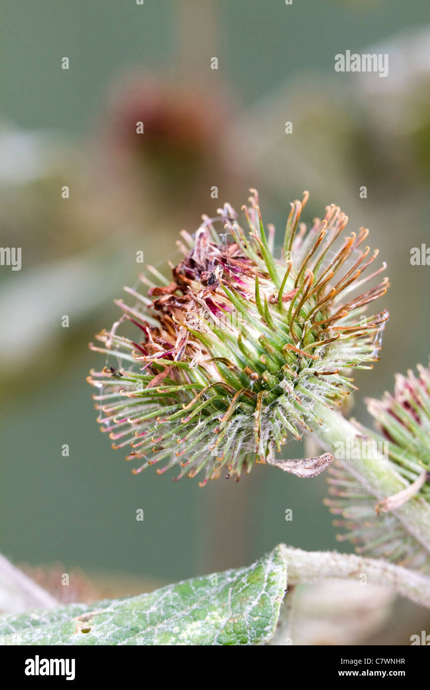 Greater Burdock; Arctium lappa; Cornwall; UK Stock Photo - Alamy