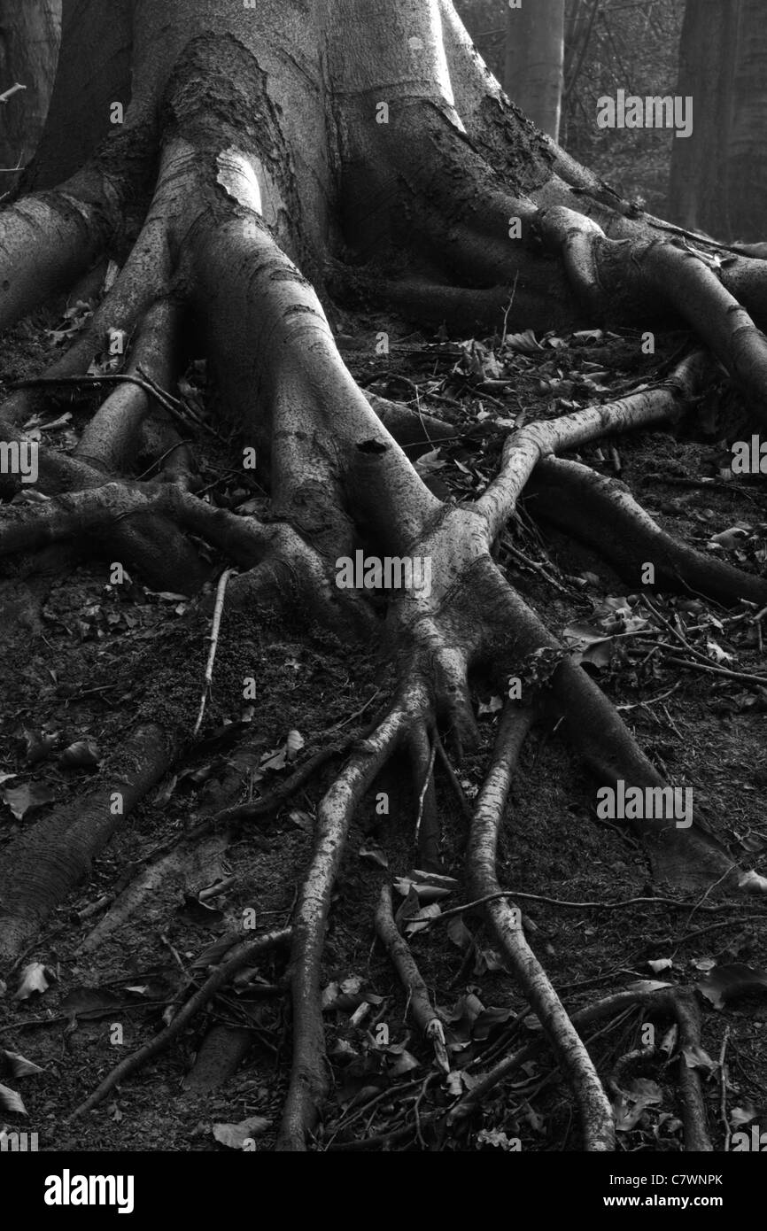 Spreading tree roots hi-res stock photography and images - Alamy