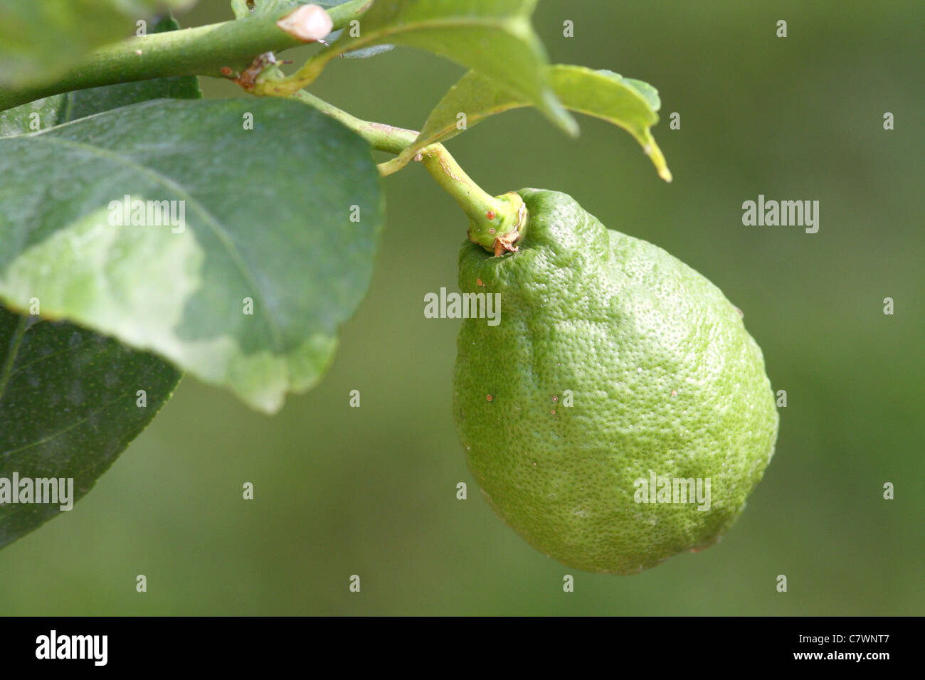 Ripening lemon on a tree Stock Photo - Alamy