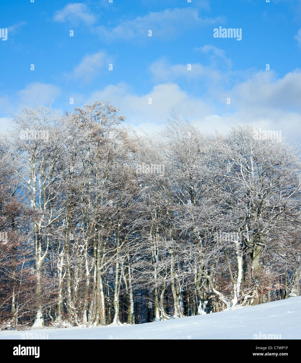 October mountain beech forest edge and first winter snow. Two shots ...