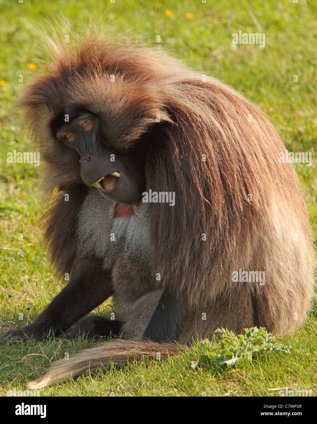 Baboon teeth hi-res stock photography and images - Alamy
