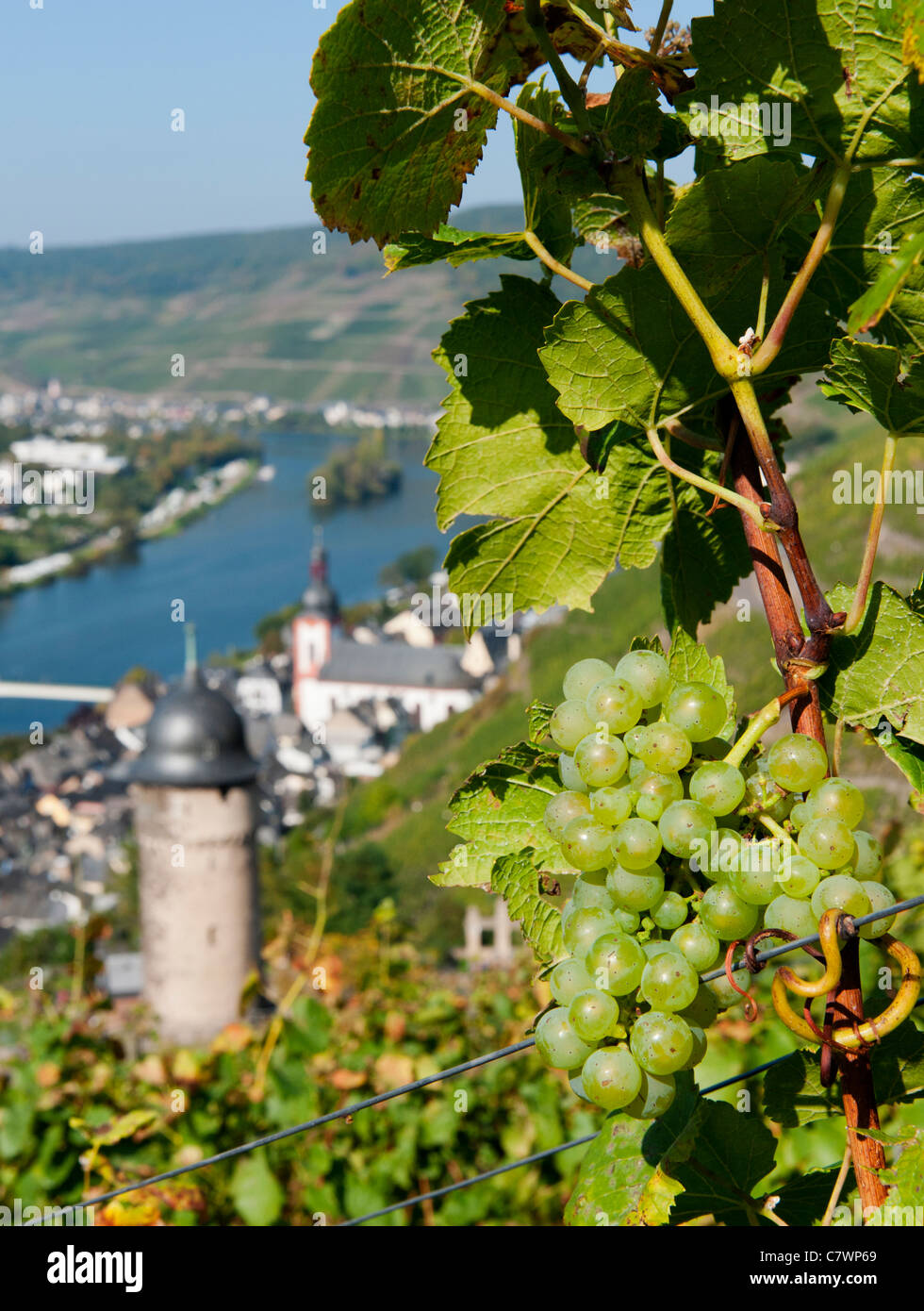 Grapes on vines in vineyard above Zell village on River Mosel in ...