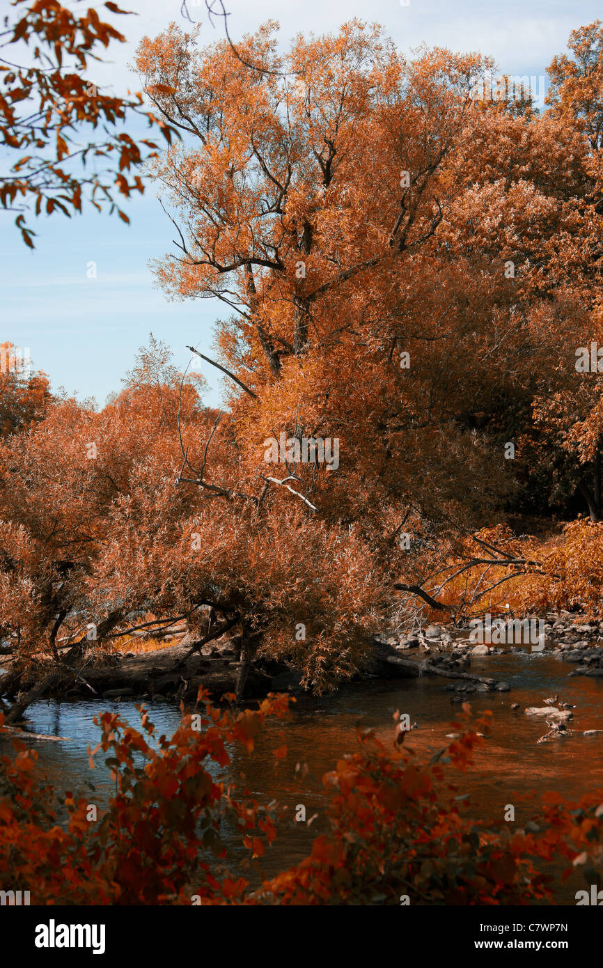 Landscape showcasing the magnificent orange and red colors of Autumn ...