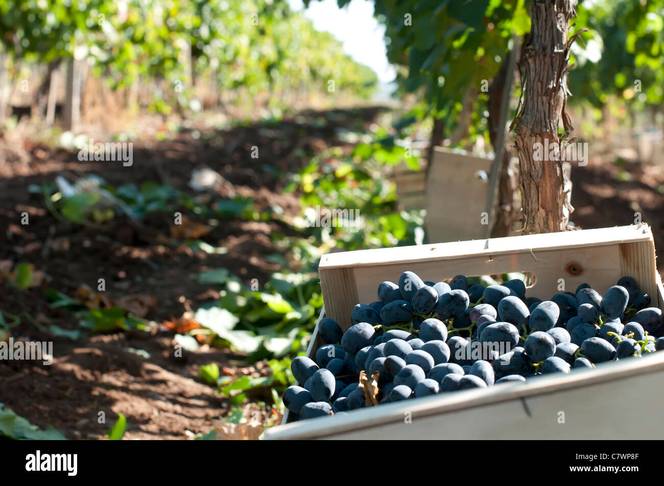 Crate of grapes in vineyards. Red grape Stock Photo - Alamy
