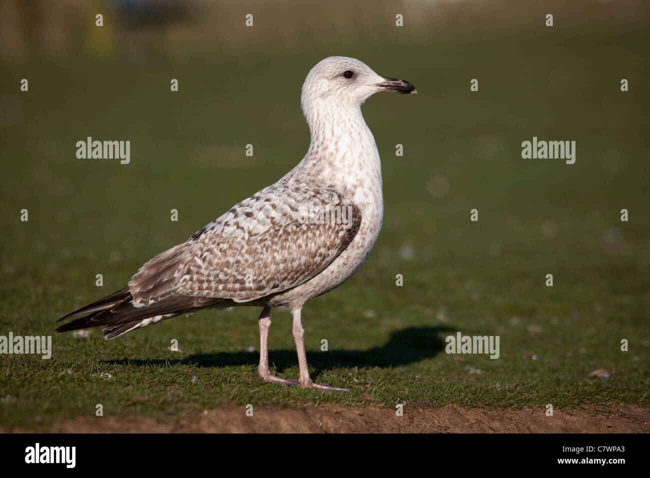 Herring Gull; Larus argentatus; Second Year Bird; Cornwall; UK Stock ...