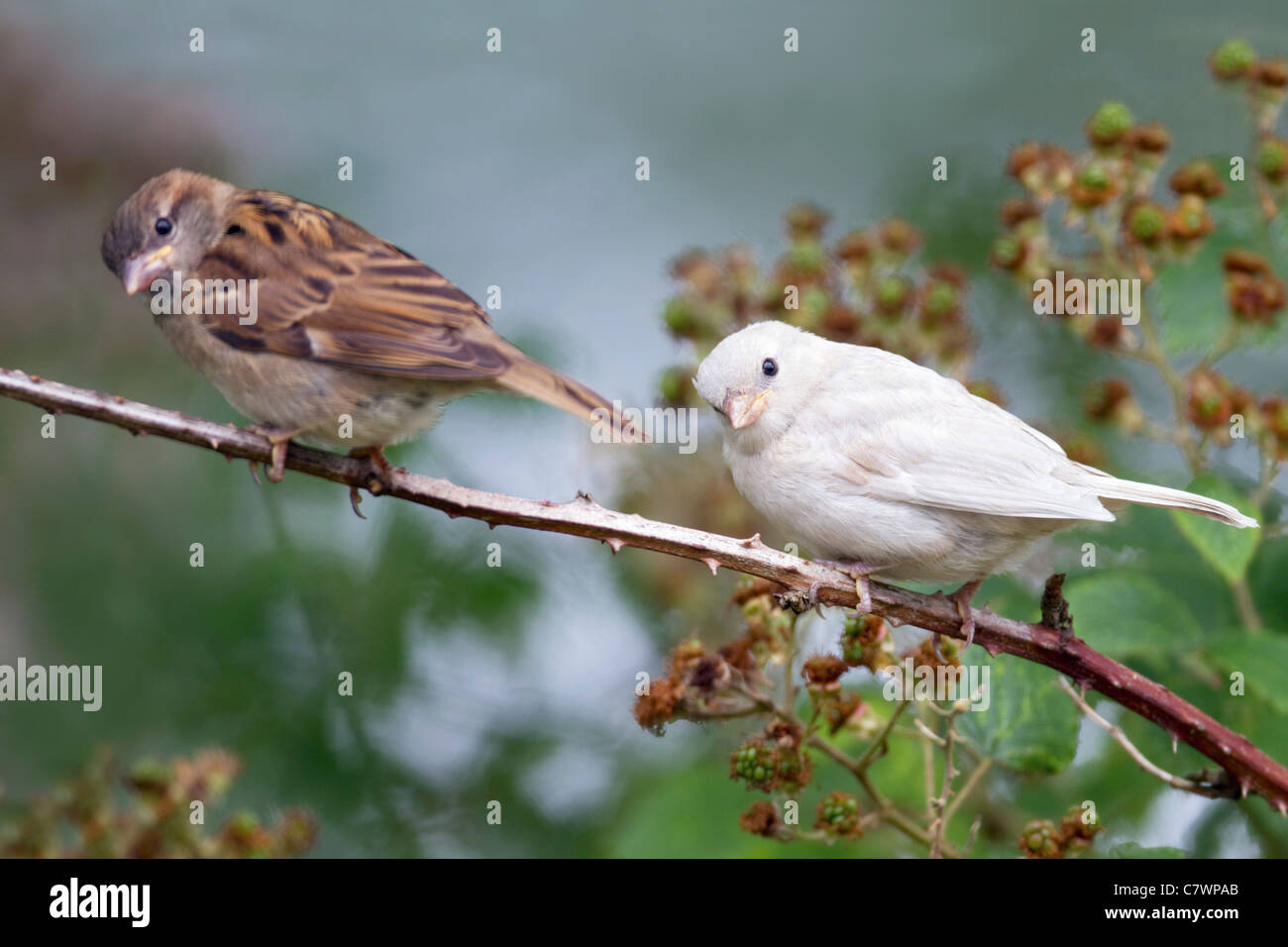 Leucistic bird hi-res stock photography and images - Alamy