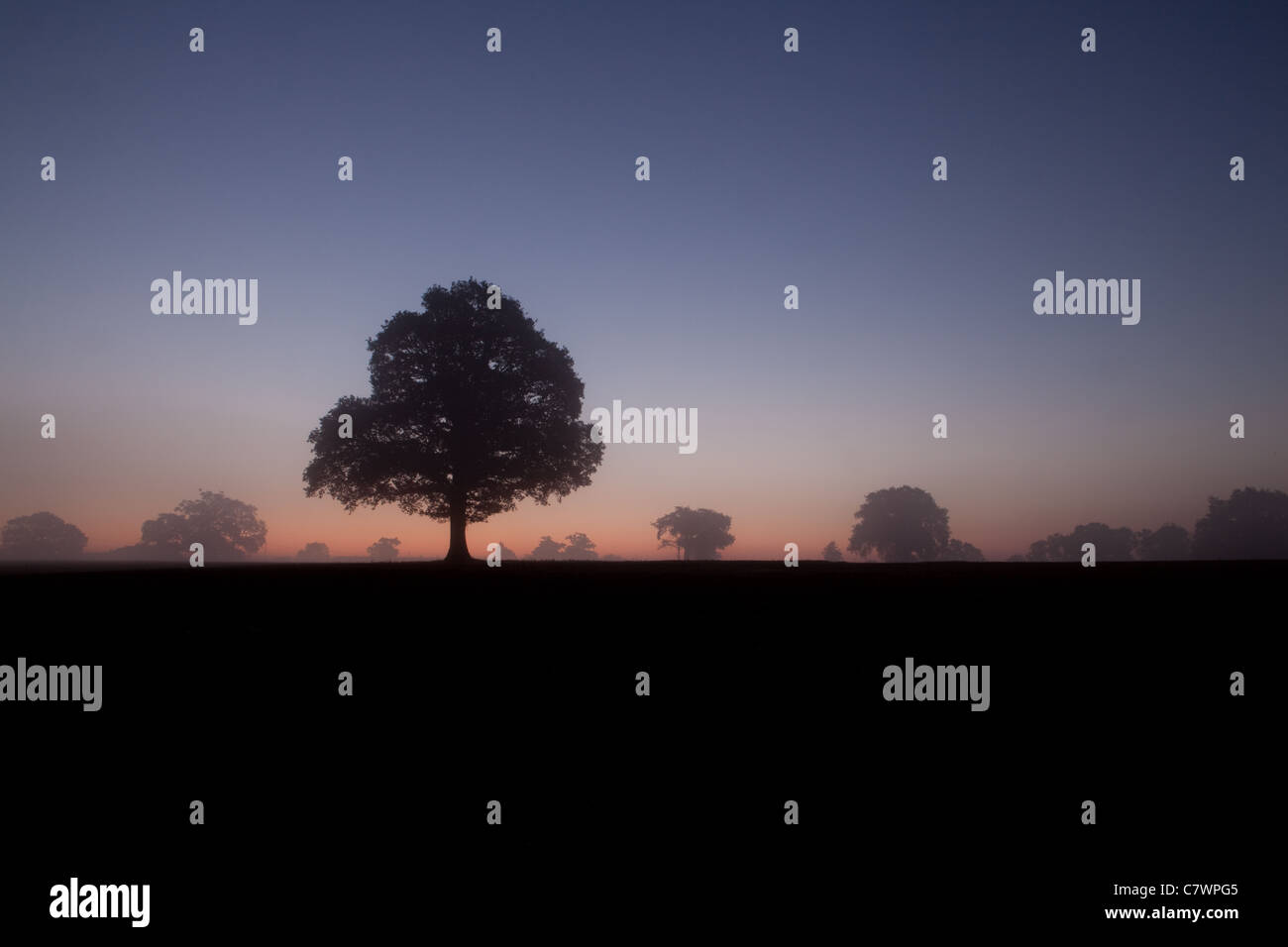 Tree silhouette at sunrise Stock Photo - Alamy