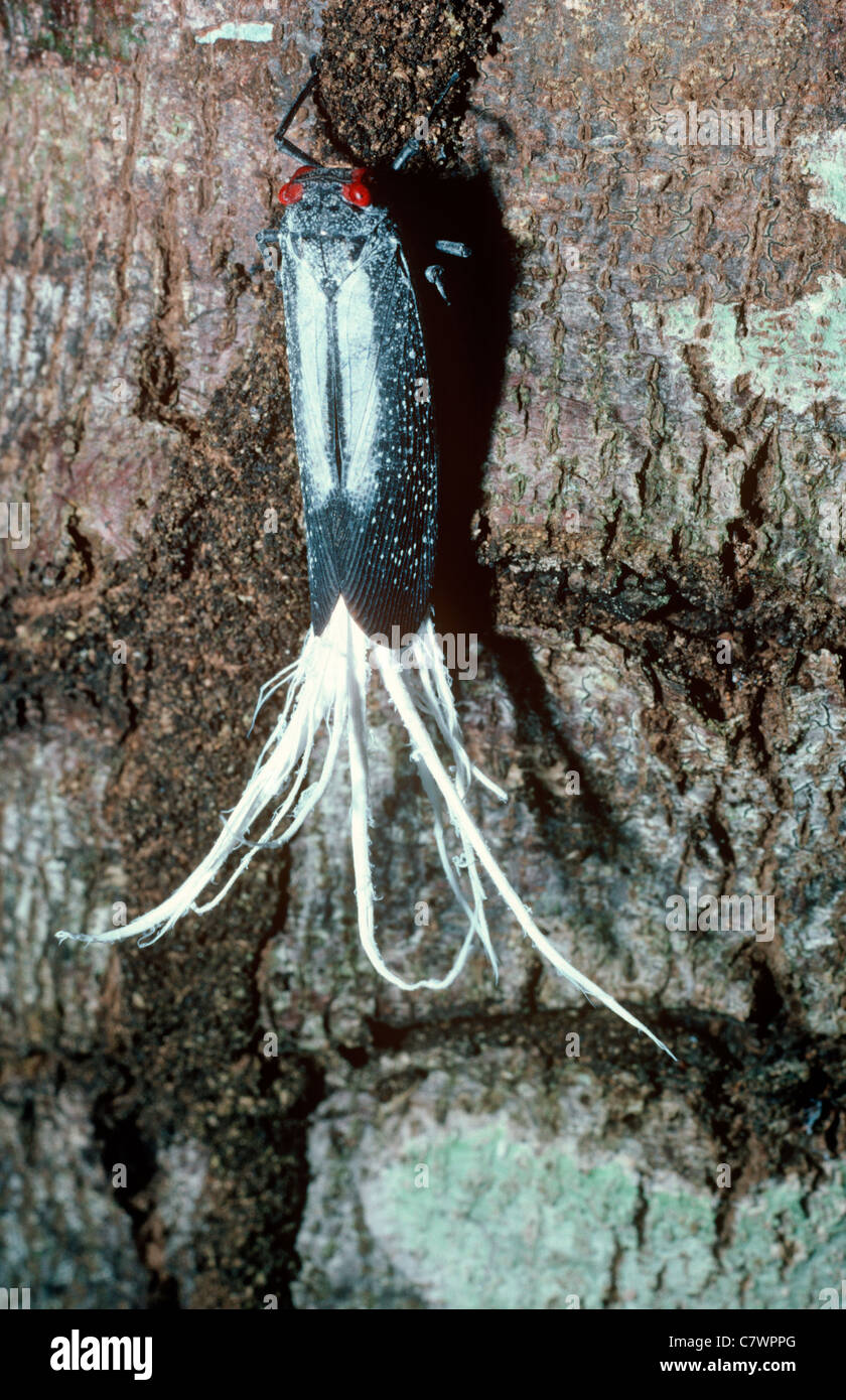 Lanternfly (Lystra lanata: Fulgoridae) with defensive waxy 'tails' on a ...