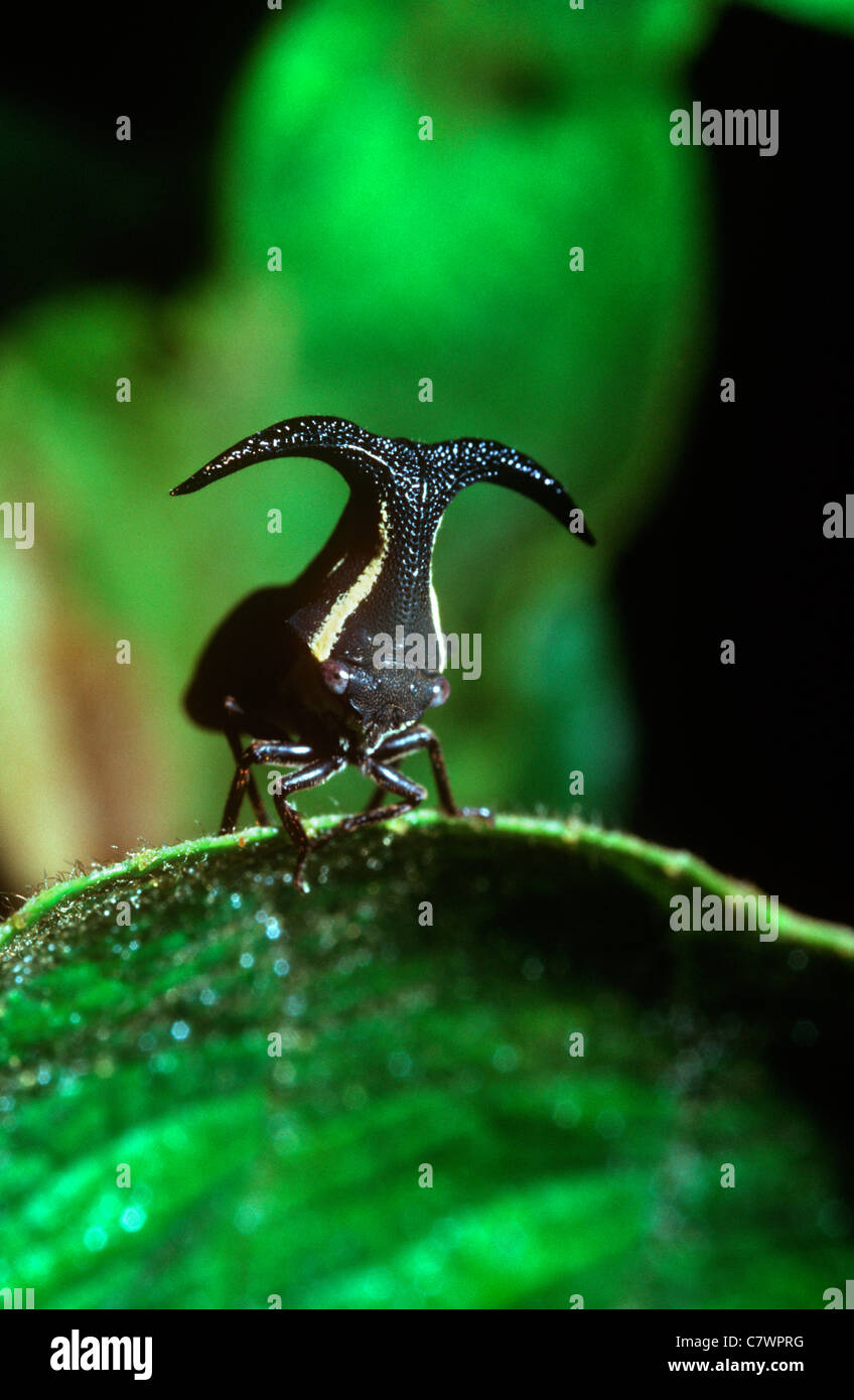Treehopper bug (Ibiceps ansatus: Hemiptera; Membracidae) in rainforest ...