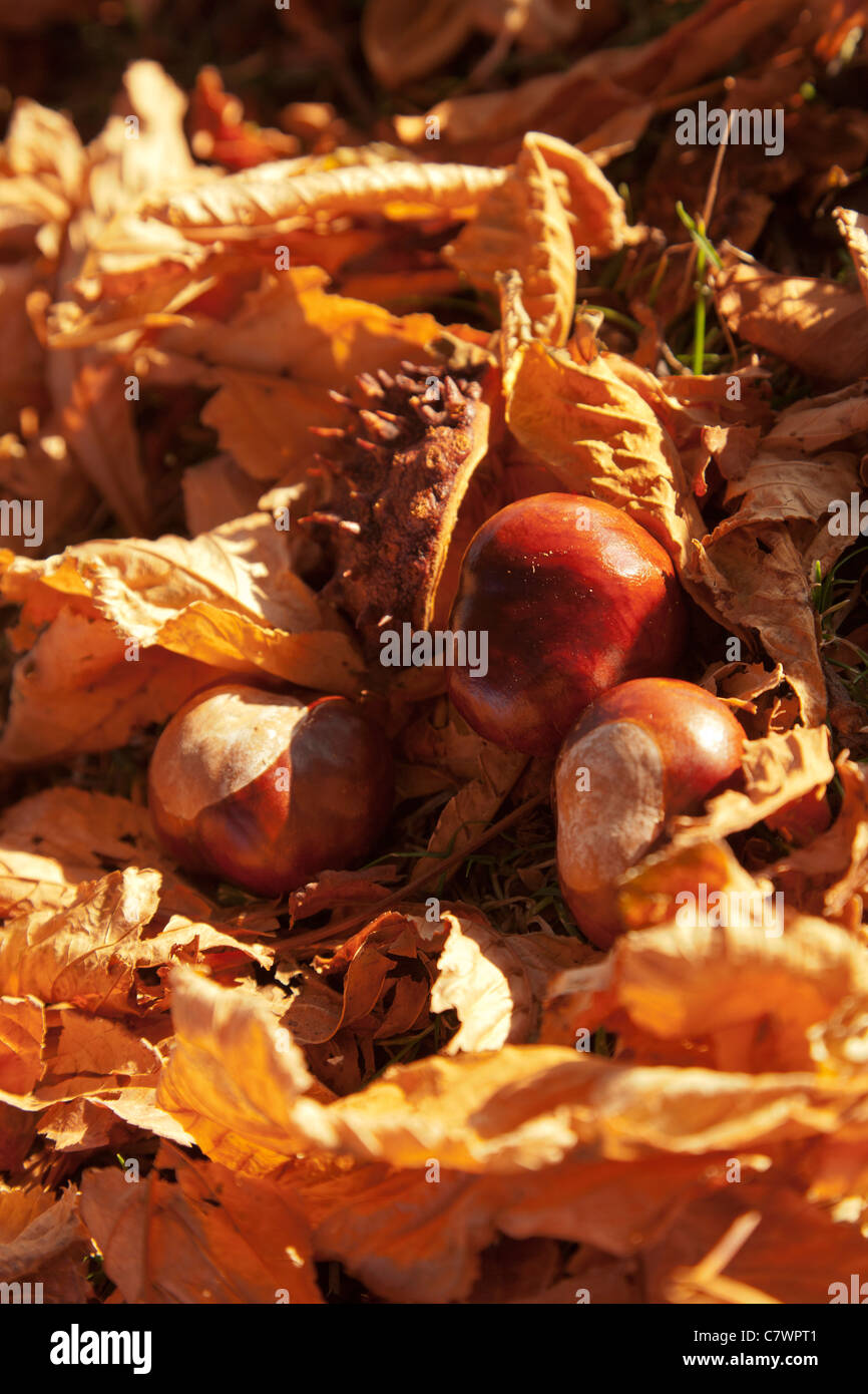 Conkers on Ground Dried laying on Leaves Stock Photo - Alamy
