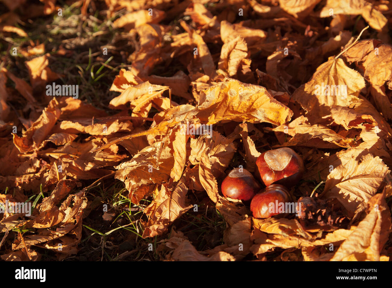 Conkers on Ground Dried laying on Leaves Stock Photo - Alamy