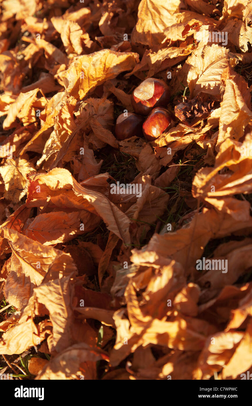 Conkers on Ground Dried laying on Leaves Stock Photo - Alamy