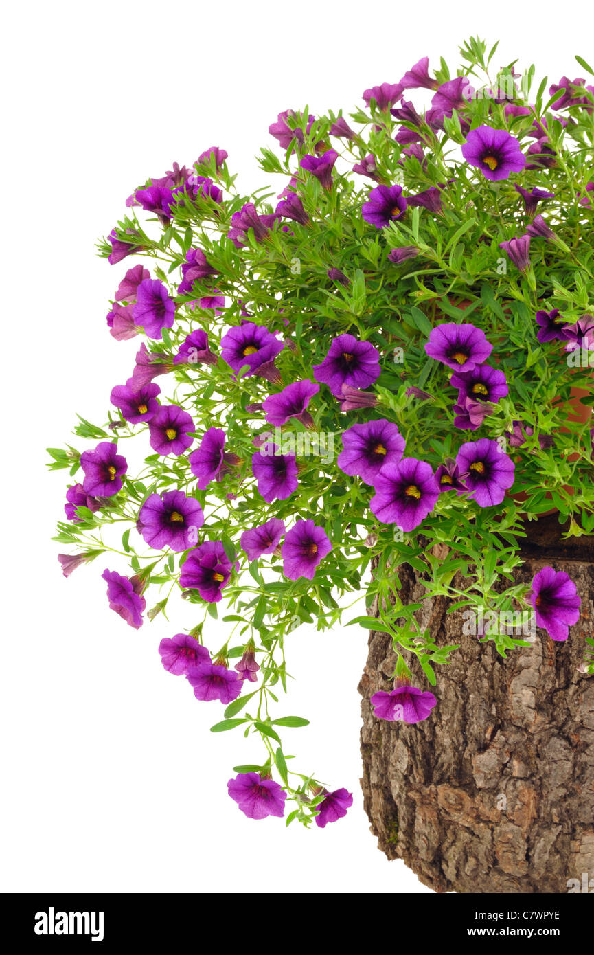 Petunia, Surfinia flowers on tree trunk over white background ...