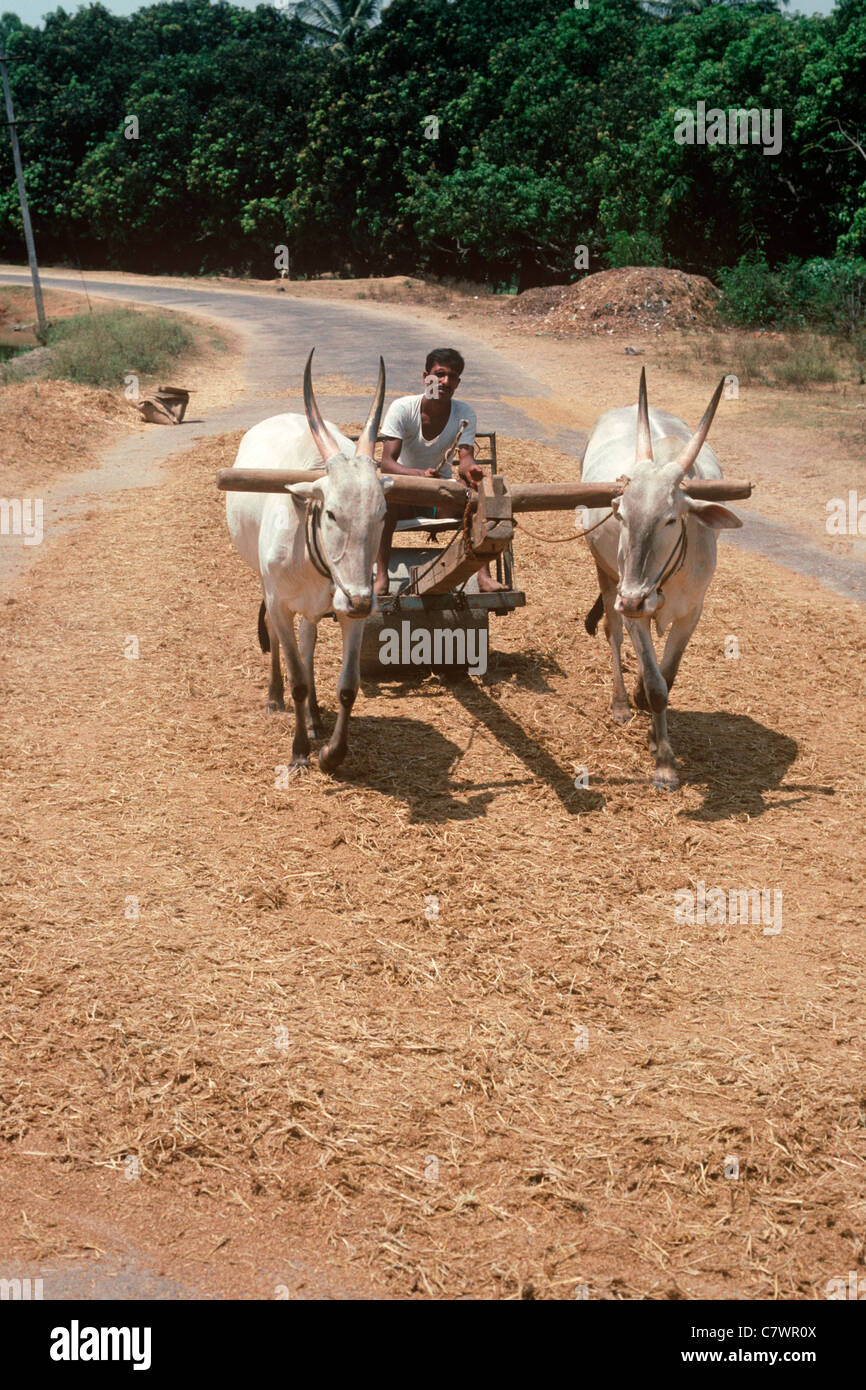 De-husking the rice crop near Mysore, India Stock Photo - Alamy