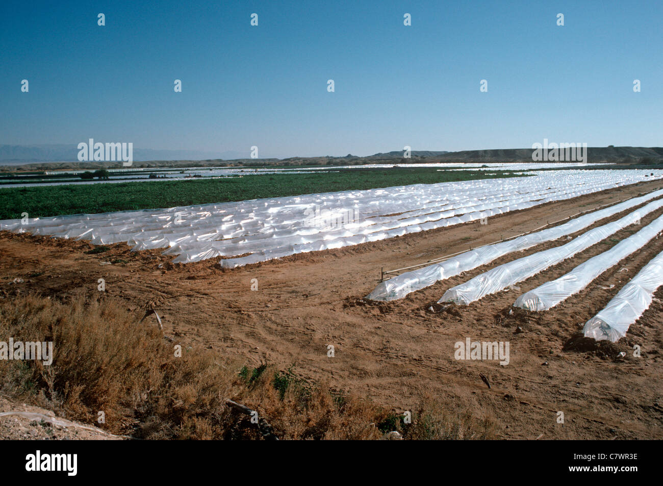 Tomatoes israel hi-res stock photography and images - Alamy