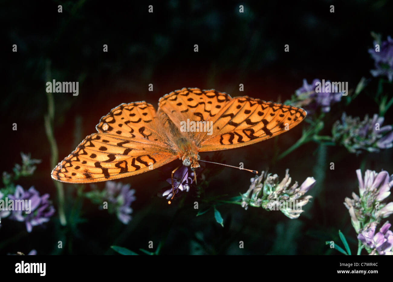 Crown fritillary butterfly (Speyeria coronis: Nymphalidae) Utah, USA ...