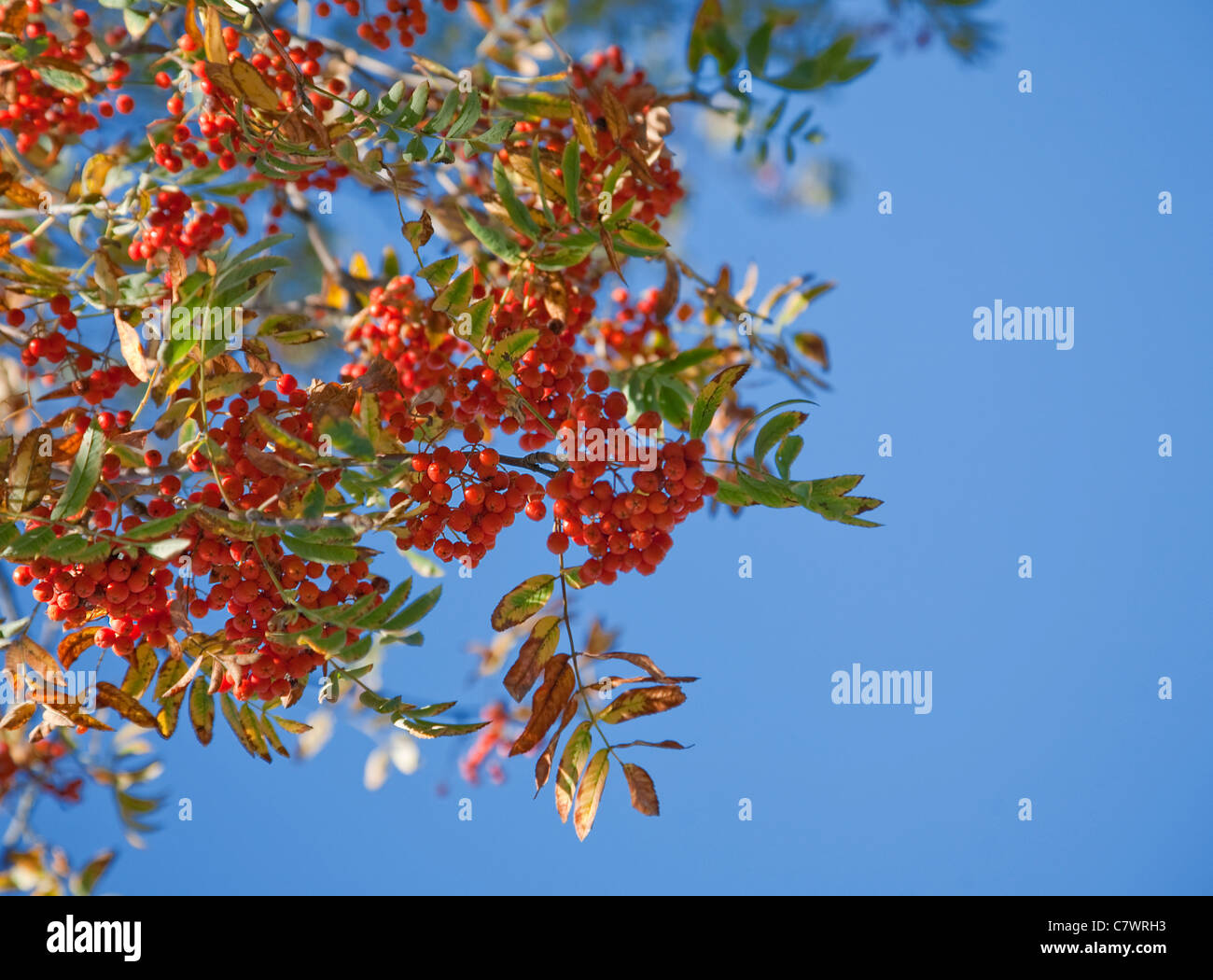 Red ashberry autumn hi-res stock photography and images - Alamy