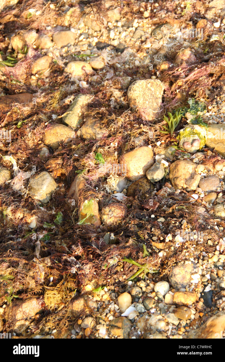 sunset on the beach with seaweed rocks sand nature Stock Photo - Alamy