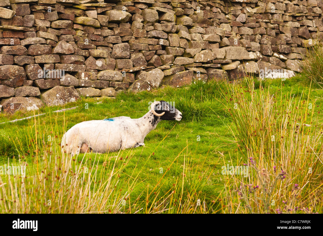 Dales meadow hi-res stock photography and images - Alamy