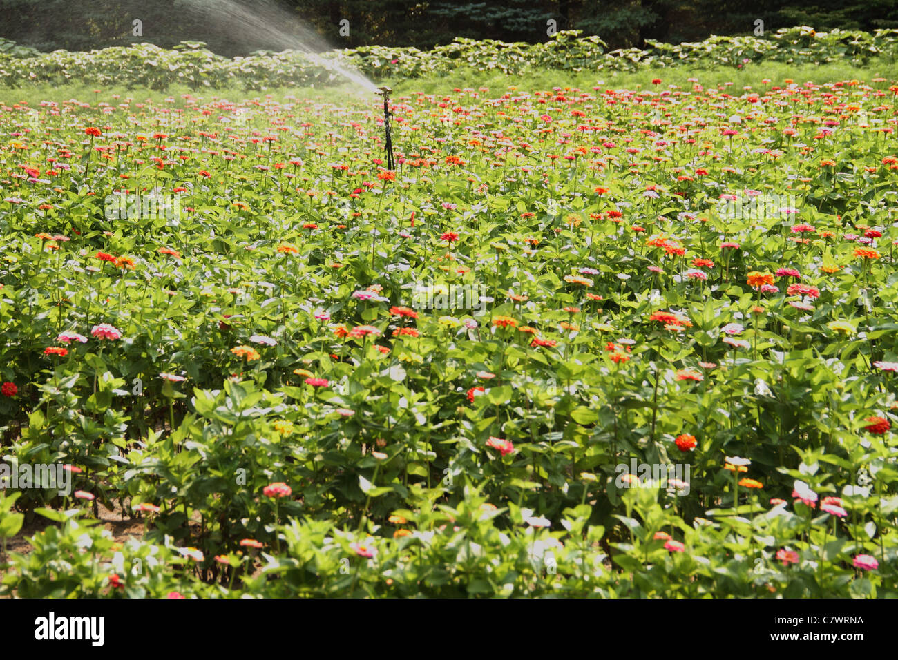 farm of flowers planted watering sprinkler system ready to pick ...