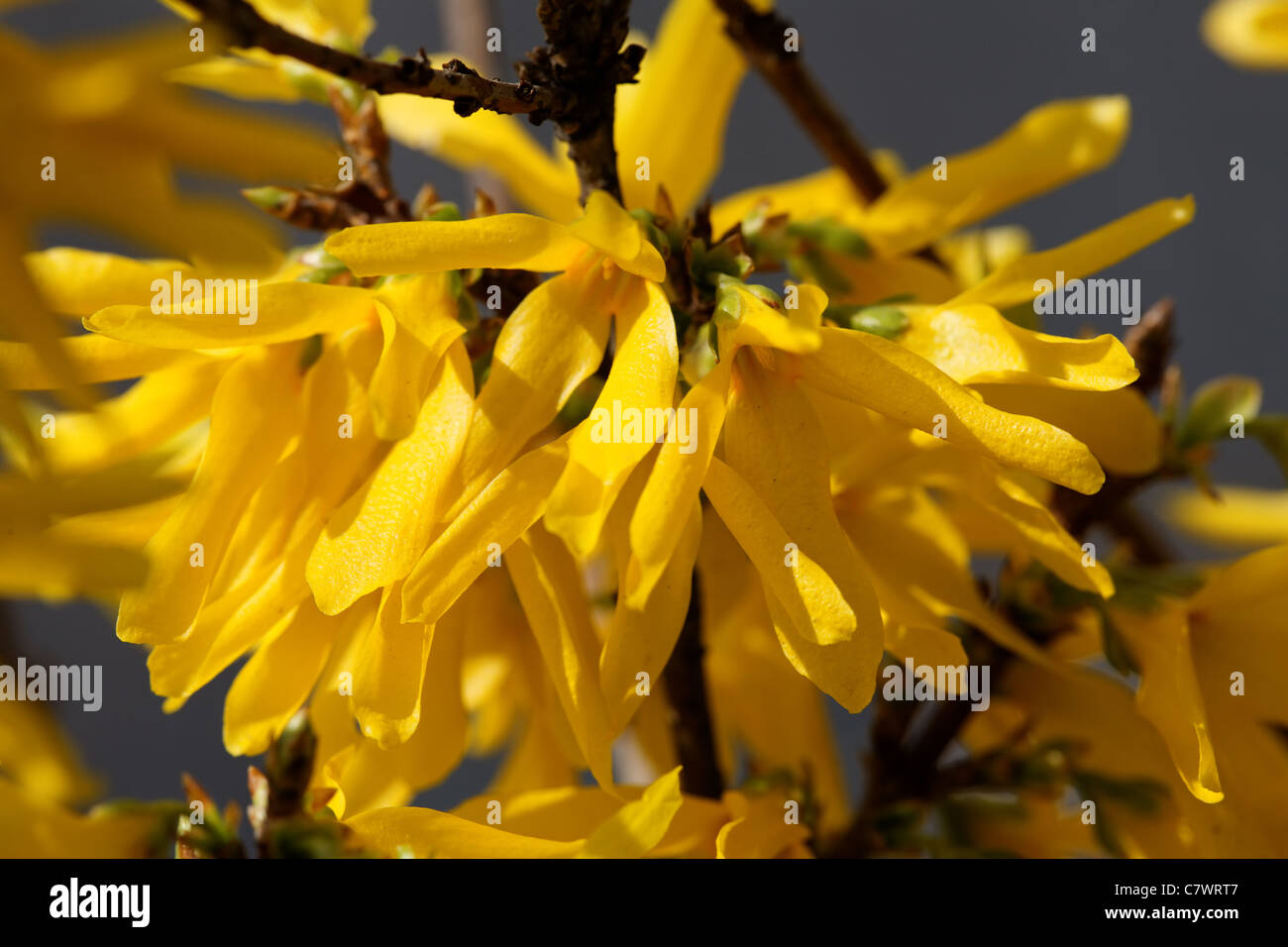 Forsythia fruit hi-res stock photography and images - Alamy