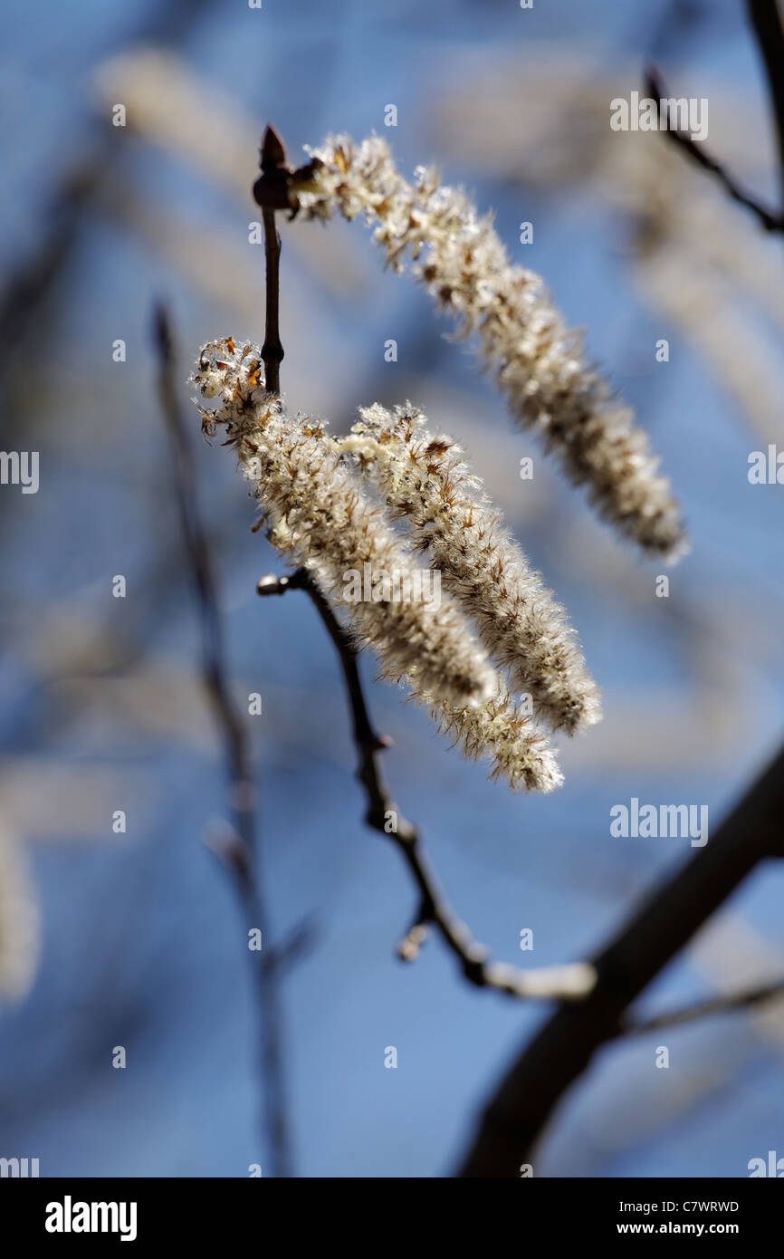 Vertical close up view of the aspen (populus tremula) branch with ...