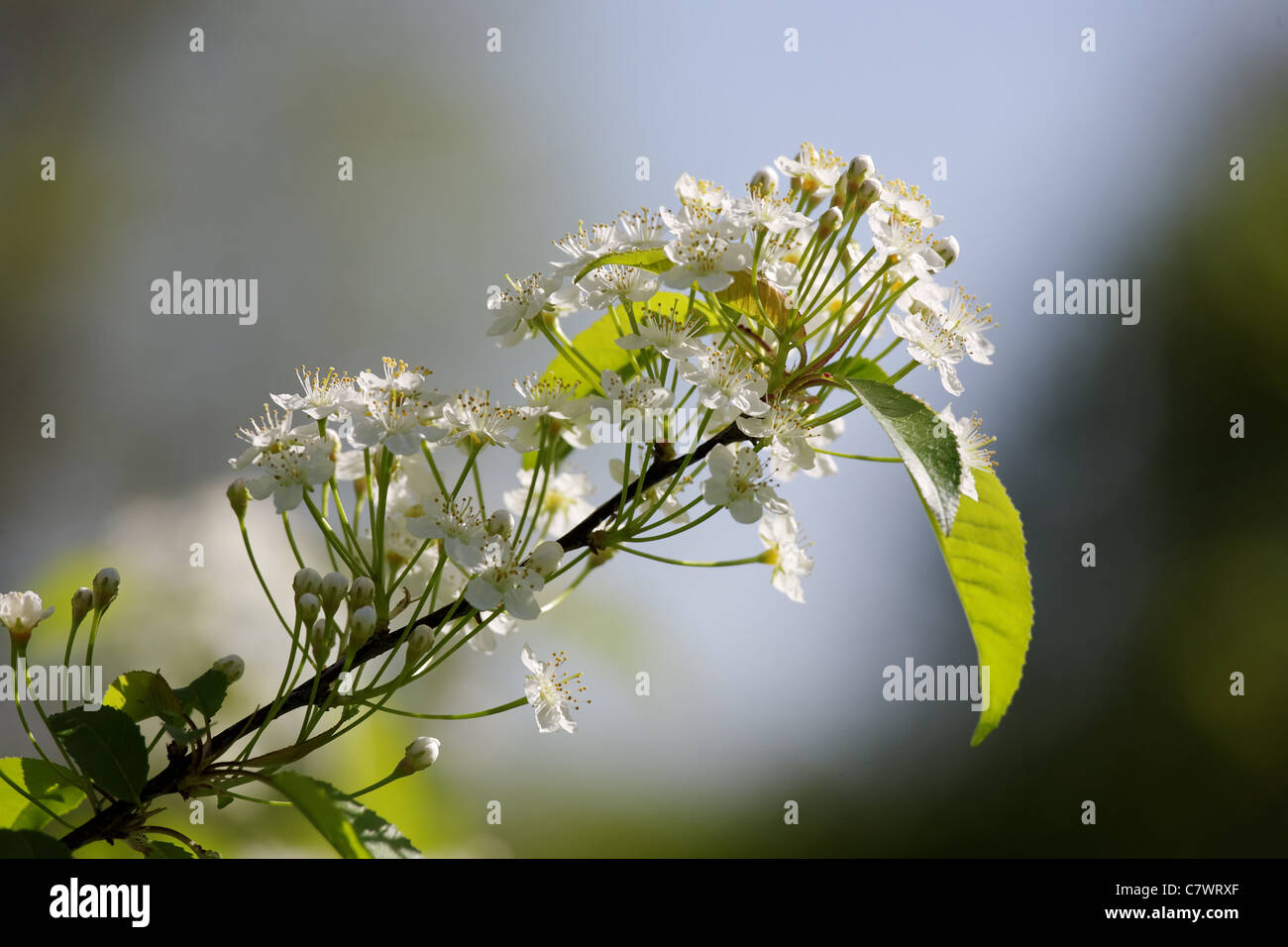 Apple-tree flowers on blurred background Stock Photo - Alamy