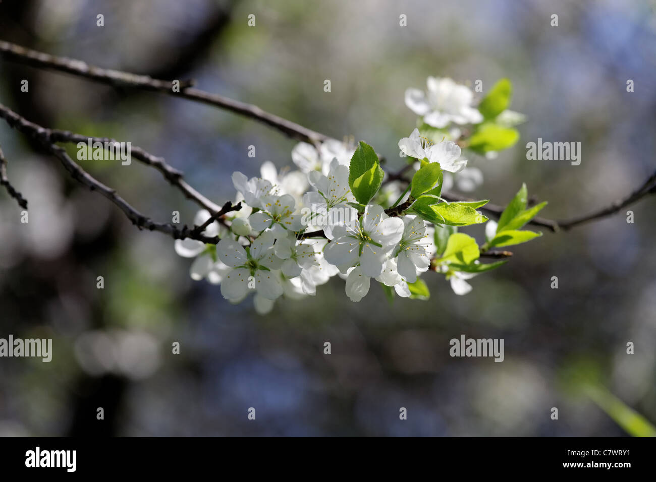 Blossoming apple-tree brunch on blurred background Stock Photo - Alamy