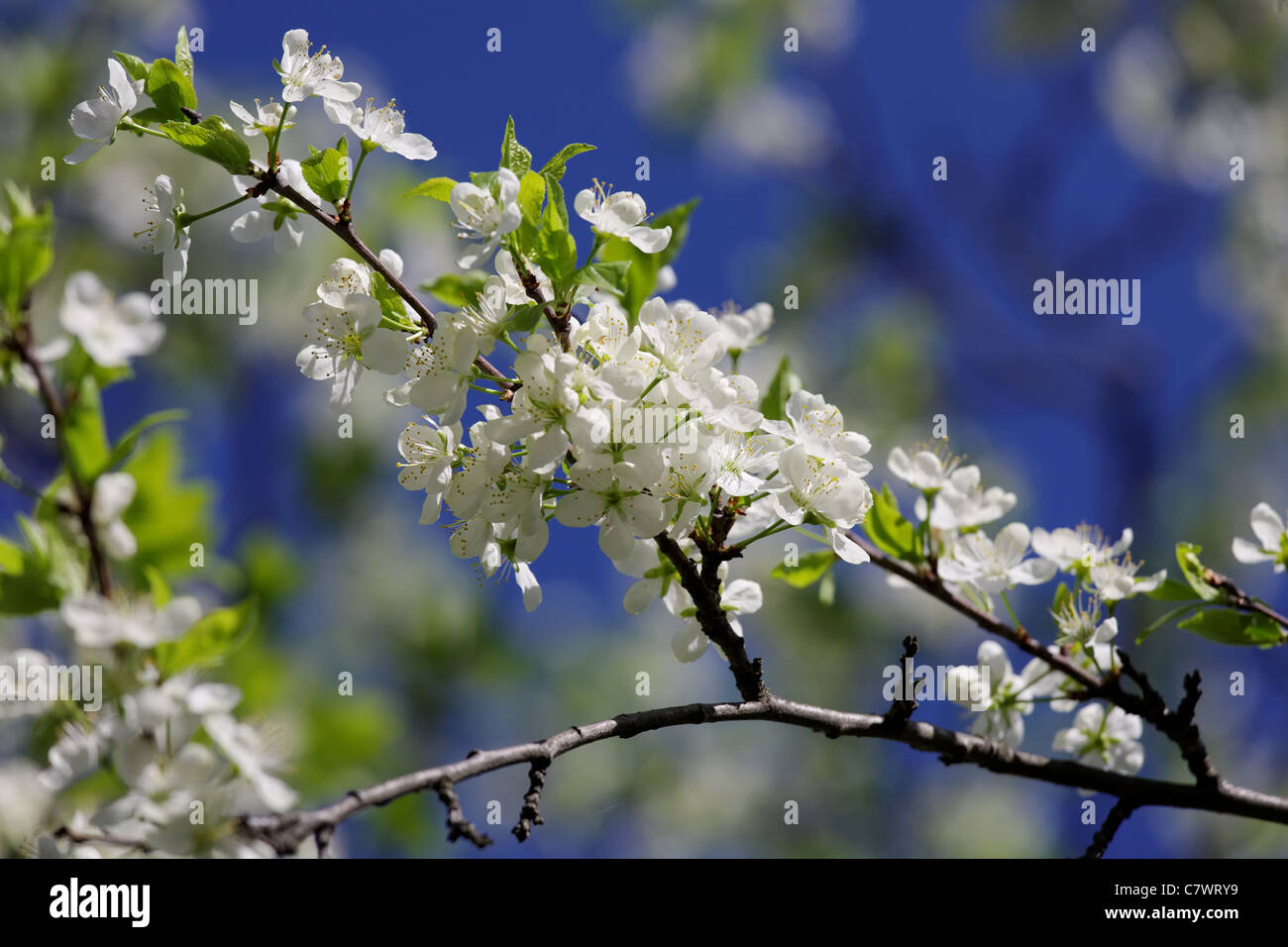 Blossoming apple-tree brunch on blurred background Stock Photo - Alamy