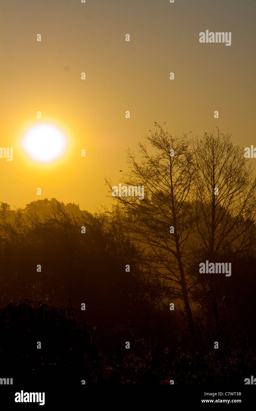 A sunrise landscape of the trees and the bushes all giving different ...