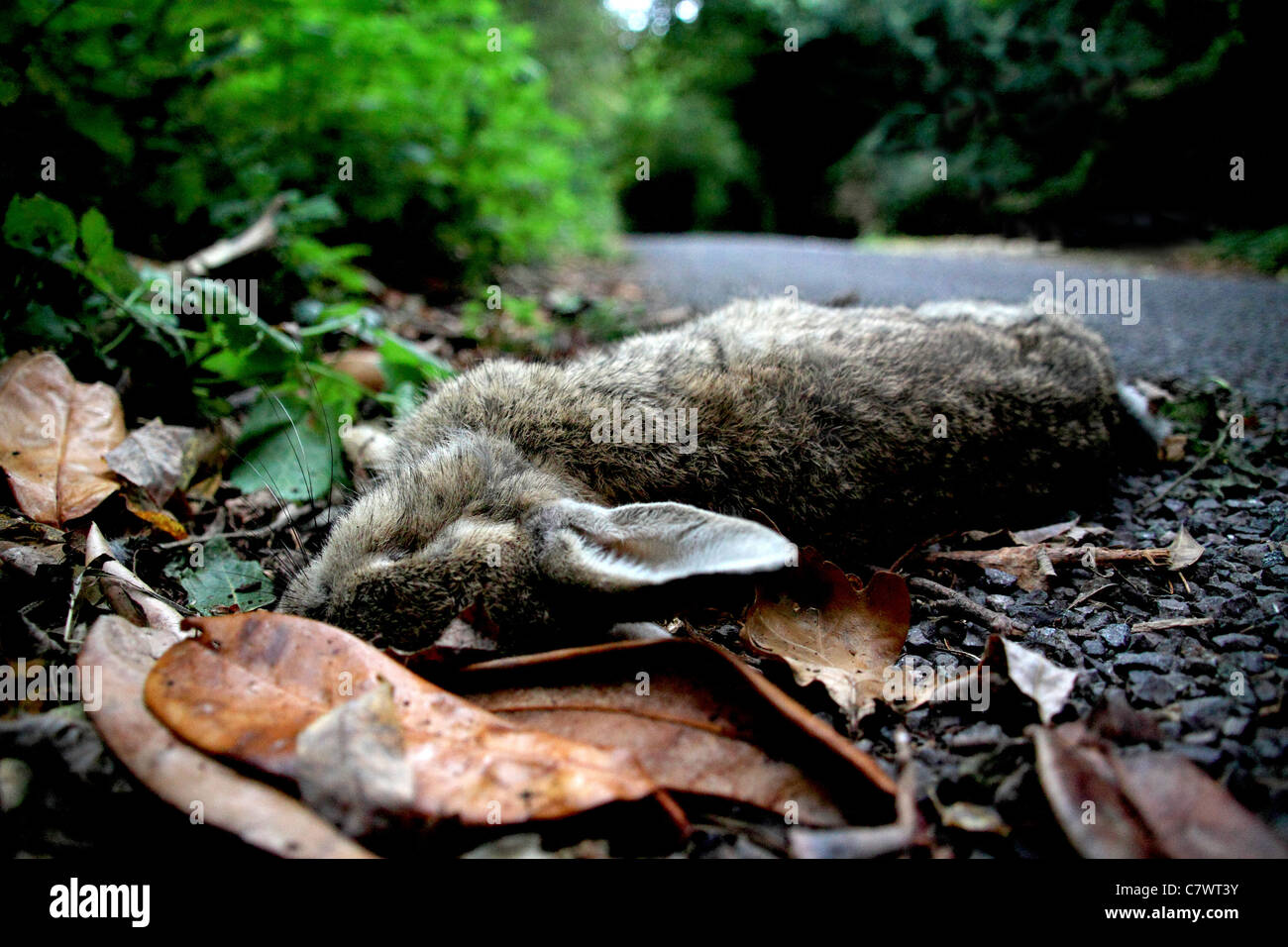 Dead rabbit on road hi-res stock photography and images - Alamy