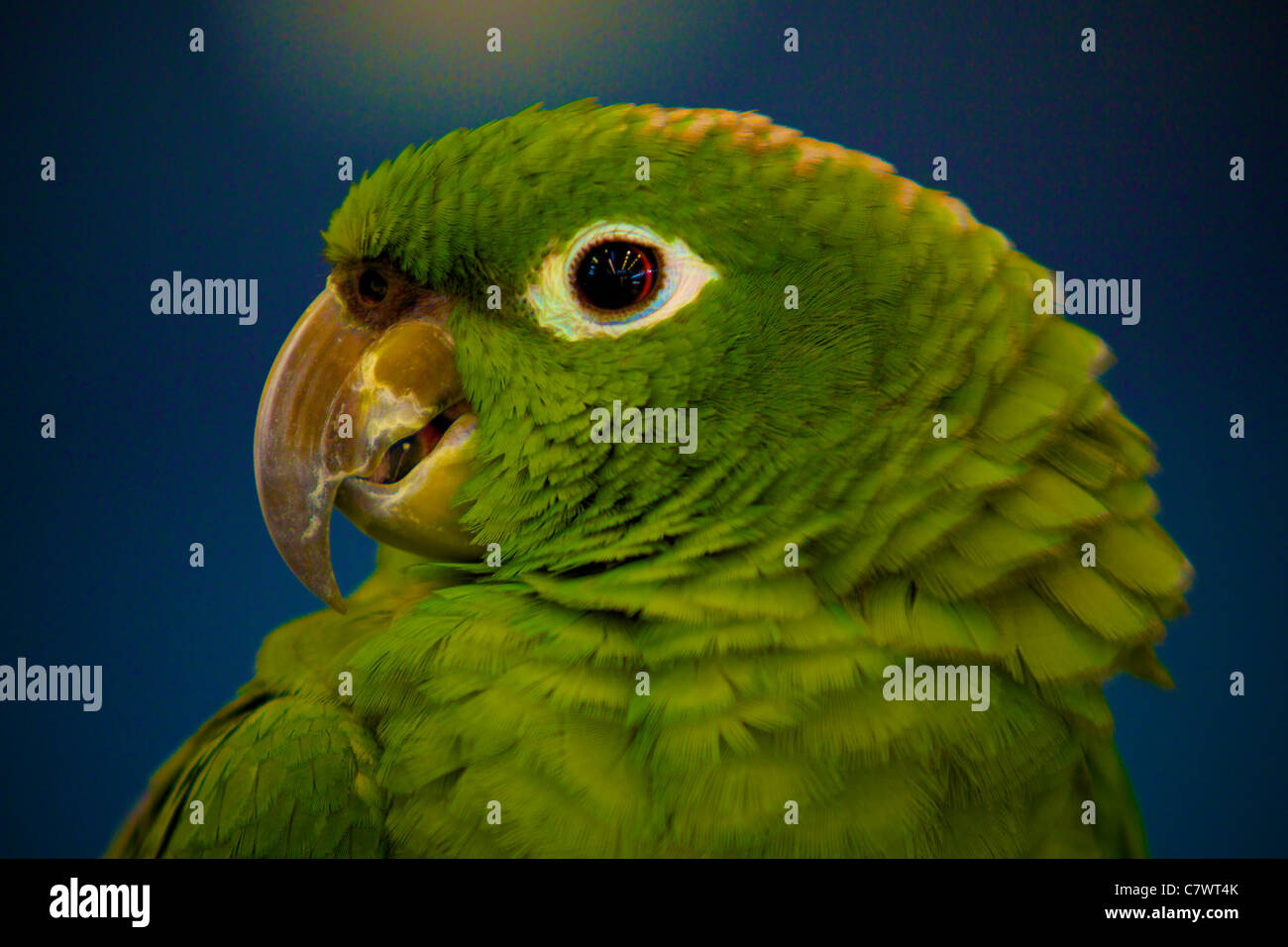 Parrot eye hi-res stock photography and images - Alamy