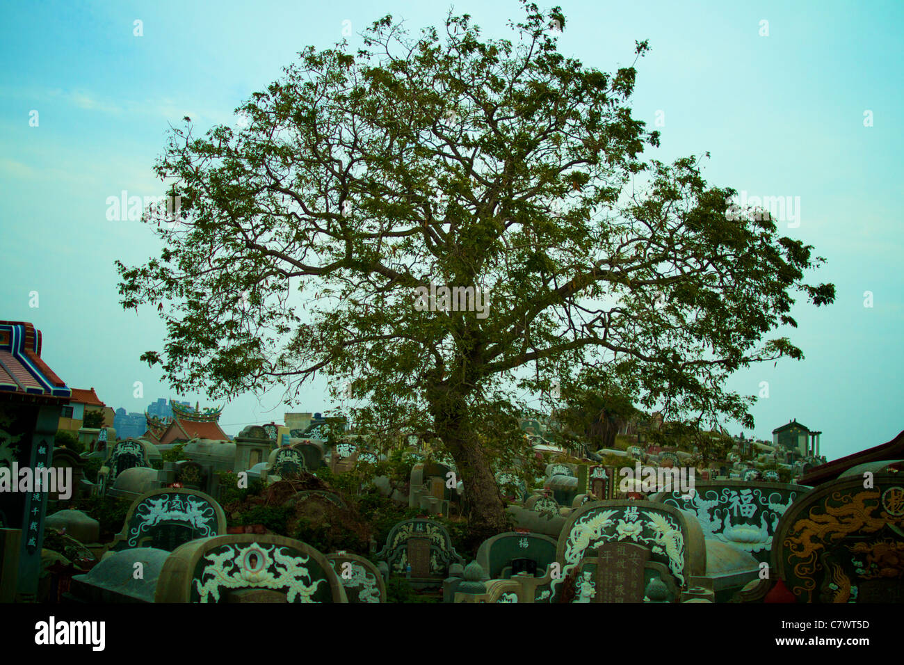 tree of death 2 Stock Photo - Alamy