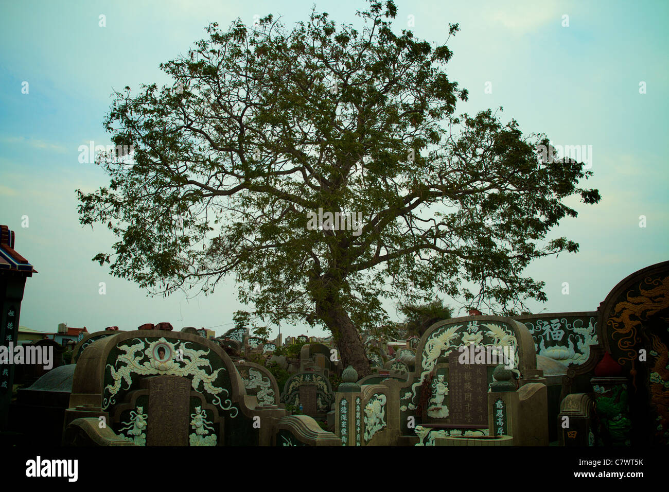 tree of death Stock Photo - Alamy