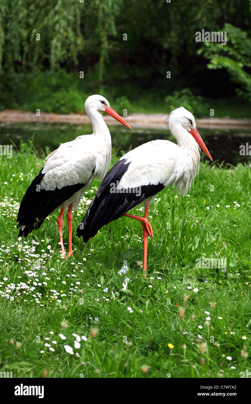 Two elegant storks hi-res stock photography and images - Alamy