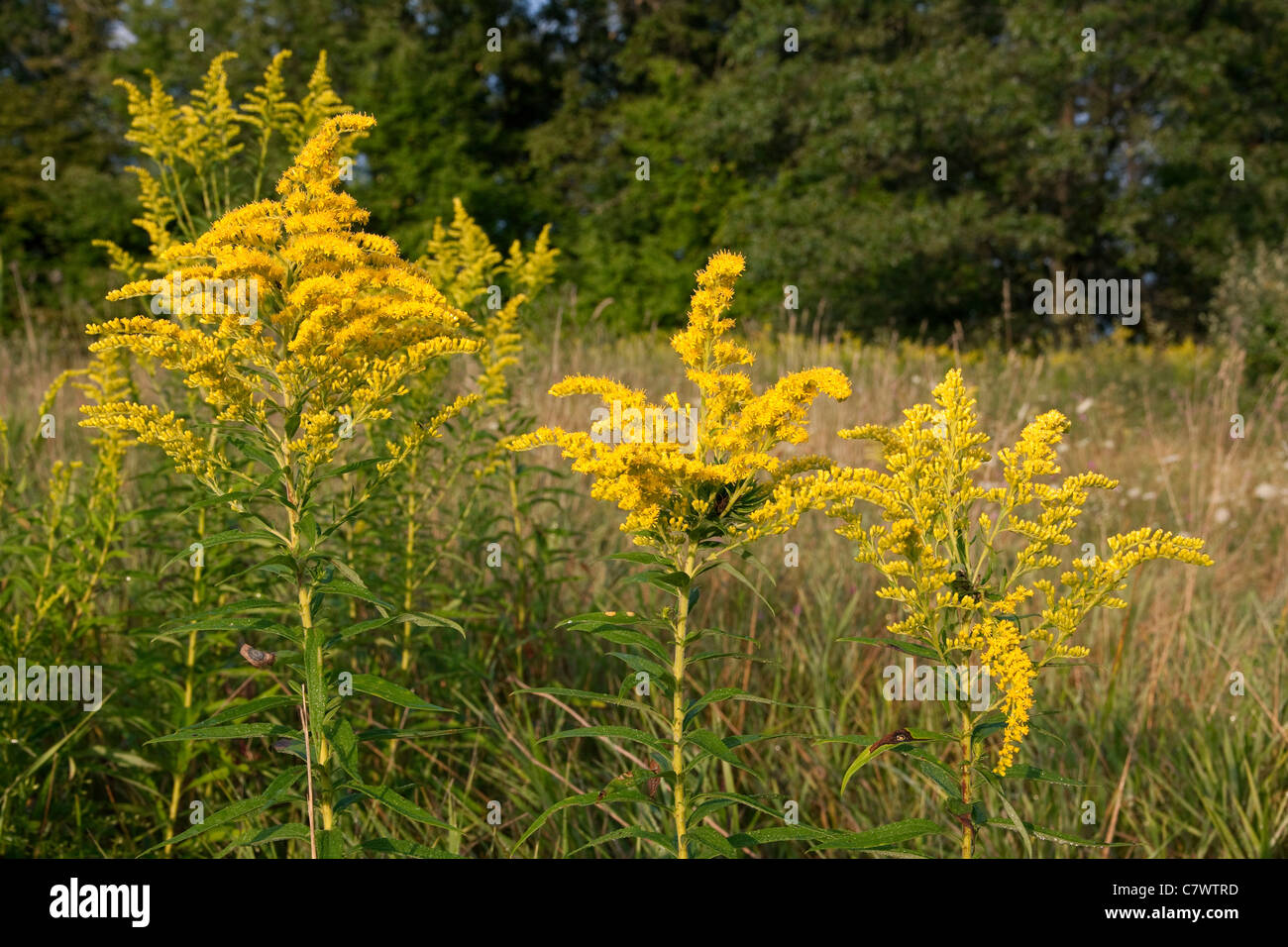 Showy Goldenrod Solidago speciosa in meadow late Summer Michigan USA ...