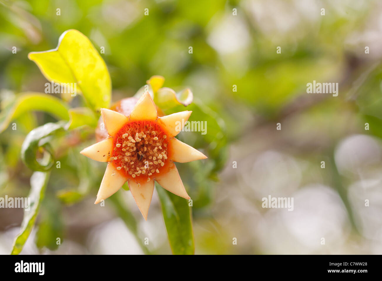 Macro plants hi-res stock photography and images - Alamy
