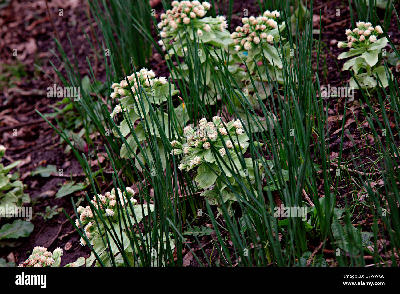 Petasites japonicus - Giant Butterbur Stock Photo - Alamy
