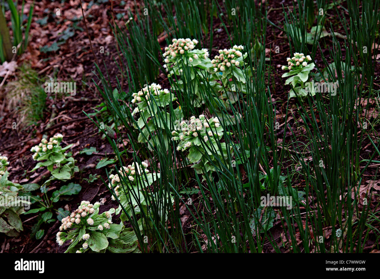 Petasites japonicus hi-res stock photography and images - Alamy