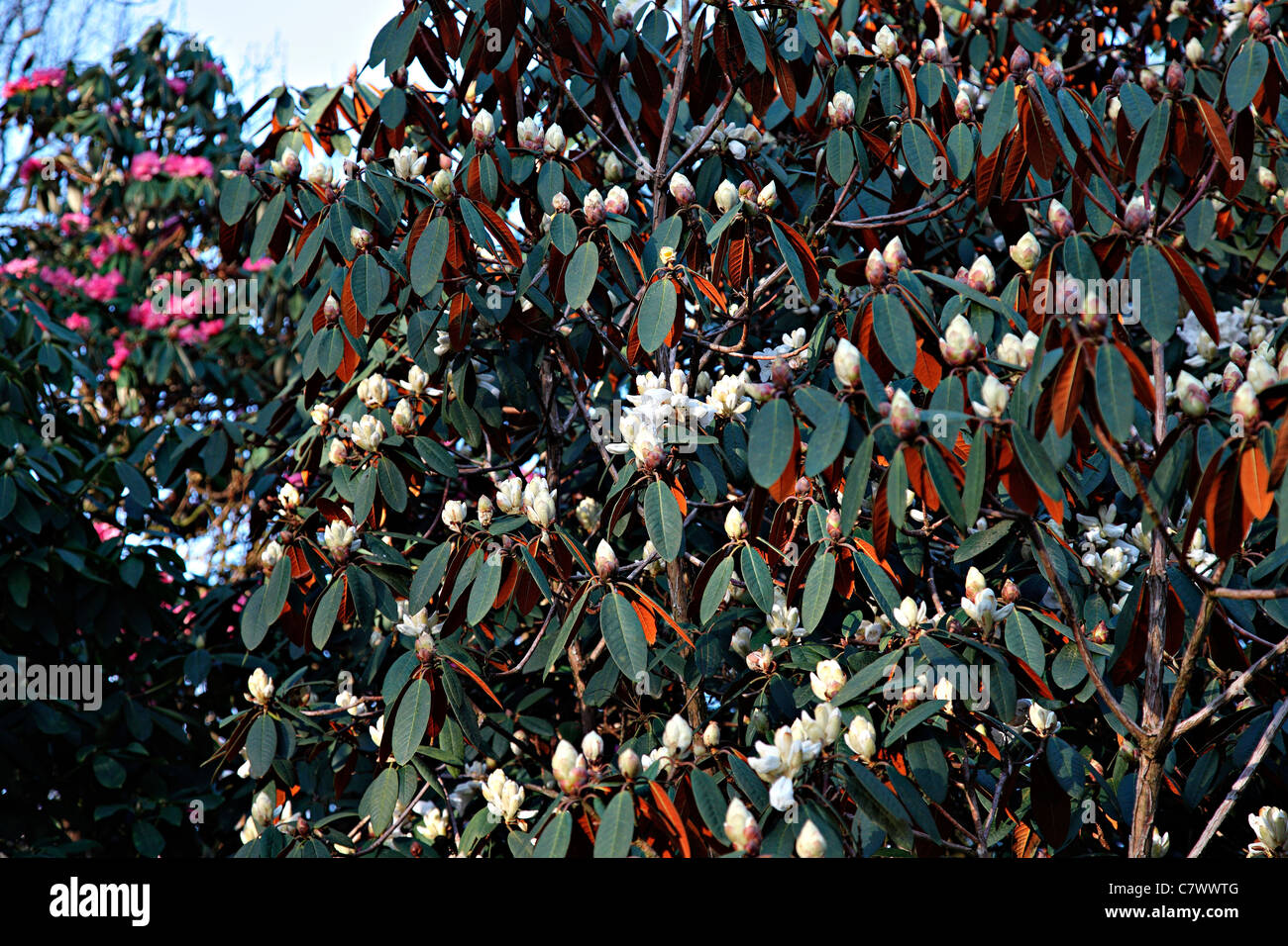 Indumentum hi-res stock photography and images - Alamy