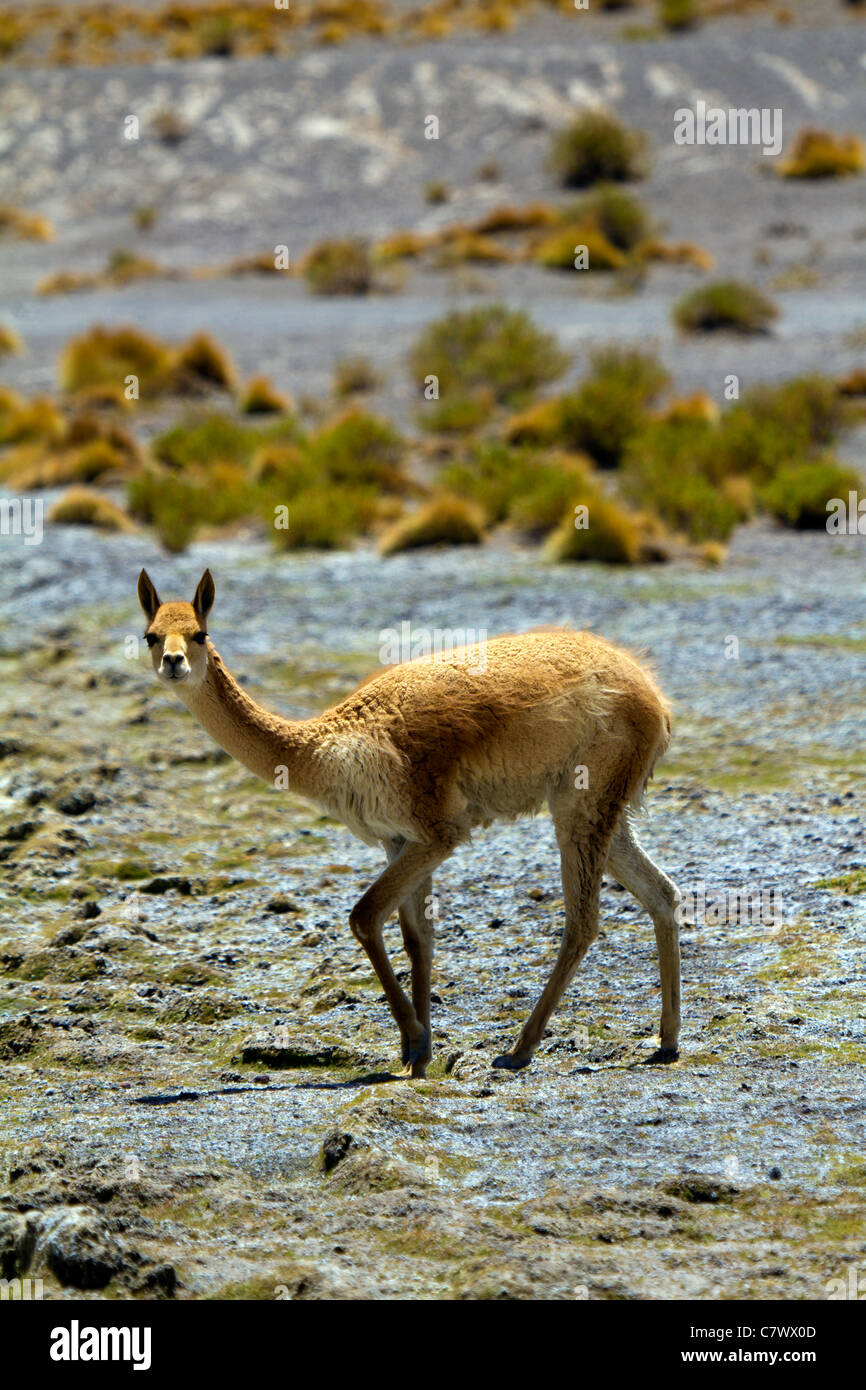 Reserva de fauna andina eduardo avaroa hi-res stock photography and ...