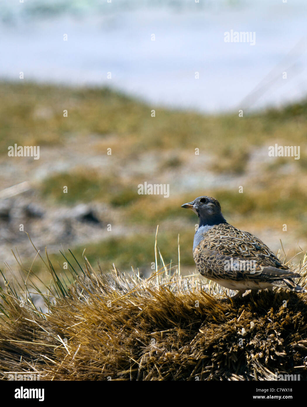 Male grey-breasted seedsnipe on the edge of Laguna Polques, Reserva de ...
