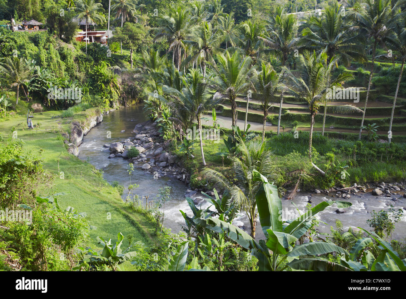 Rice terraces, Sayan, Ubud, Bali, Indonesia Stock Photo - Alamy