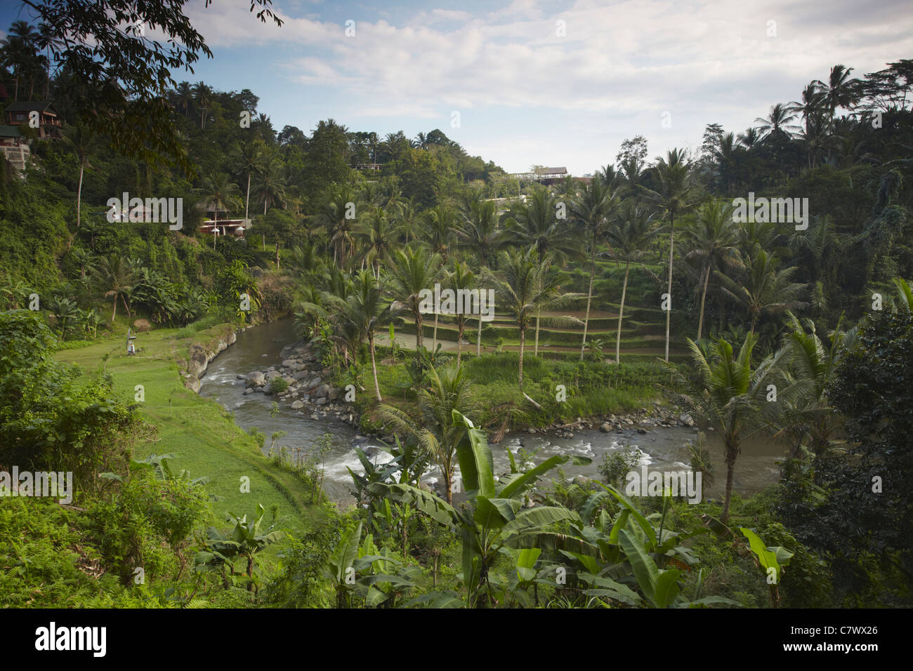 Rice terraces, Sayan, Ubud, Bali, Indonesia Stock Photo - Alamy