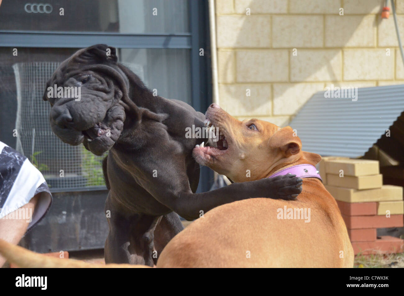 Chinese shar pei hi-res stock photography and images - Alamy