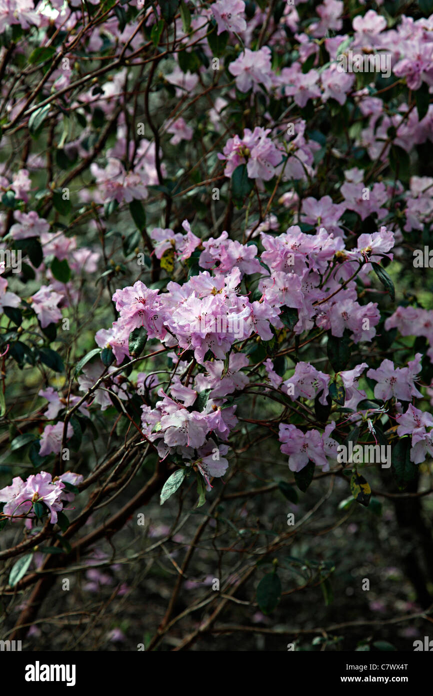 Rhododendron praecox hi-res stock photography and images - Alamy