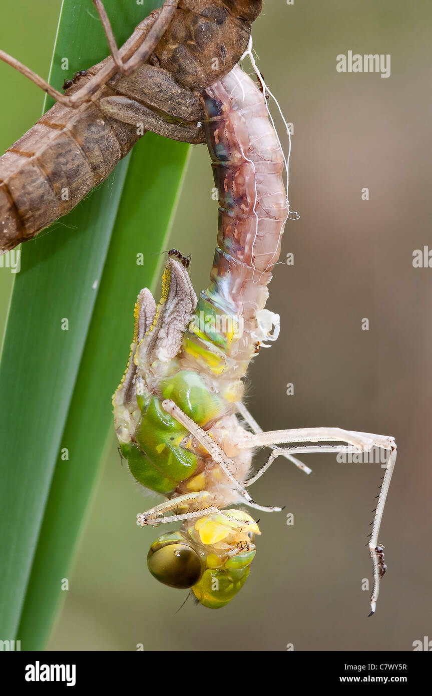 Anax imperator, Male emerging atacked by ants, Sintra-Portugal Stock ...