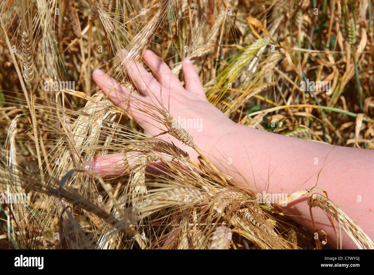 Reaping ears hi-res stock photography and images - Alamy