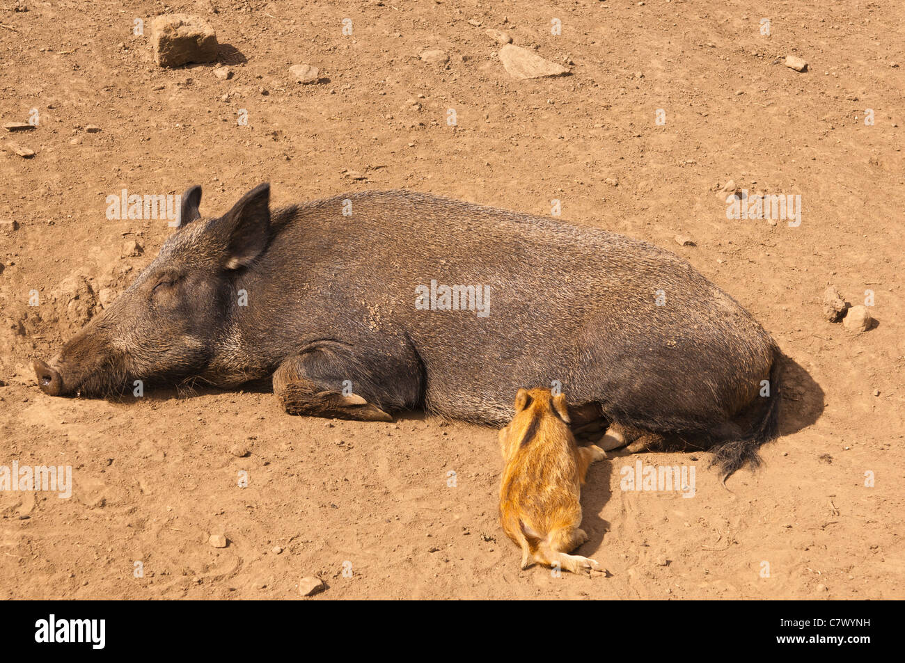 Boarlet hi-res stock photography and images - Alamy