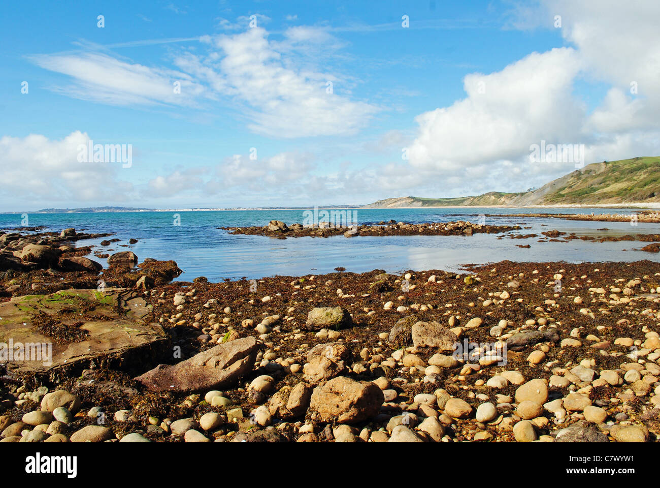 Cove fish hi-res stock photography and images - Alamy
